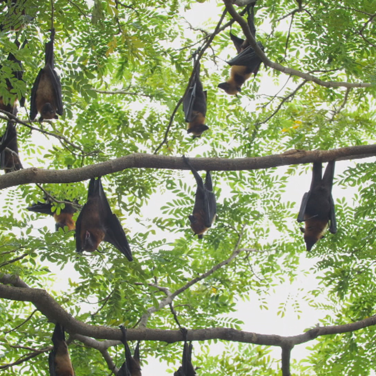 ALTV ช่อง 4 - ค้างคาวน้อยห้อยหัว