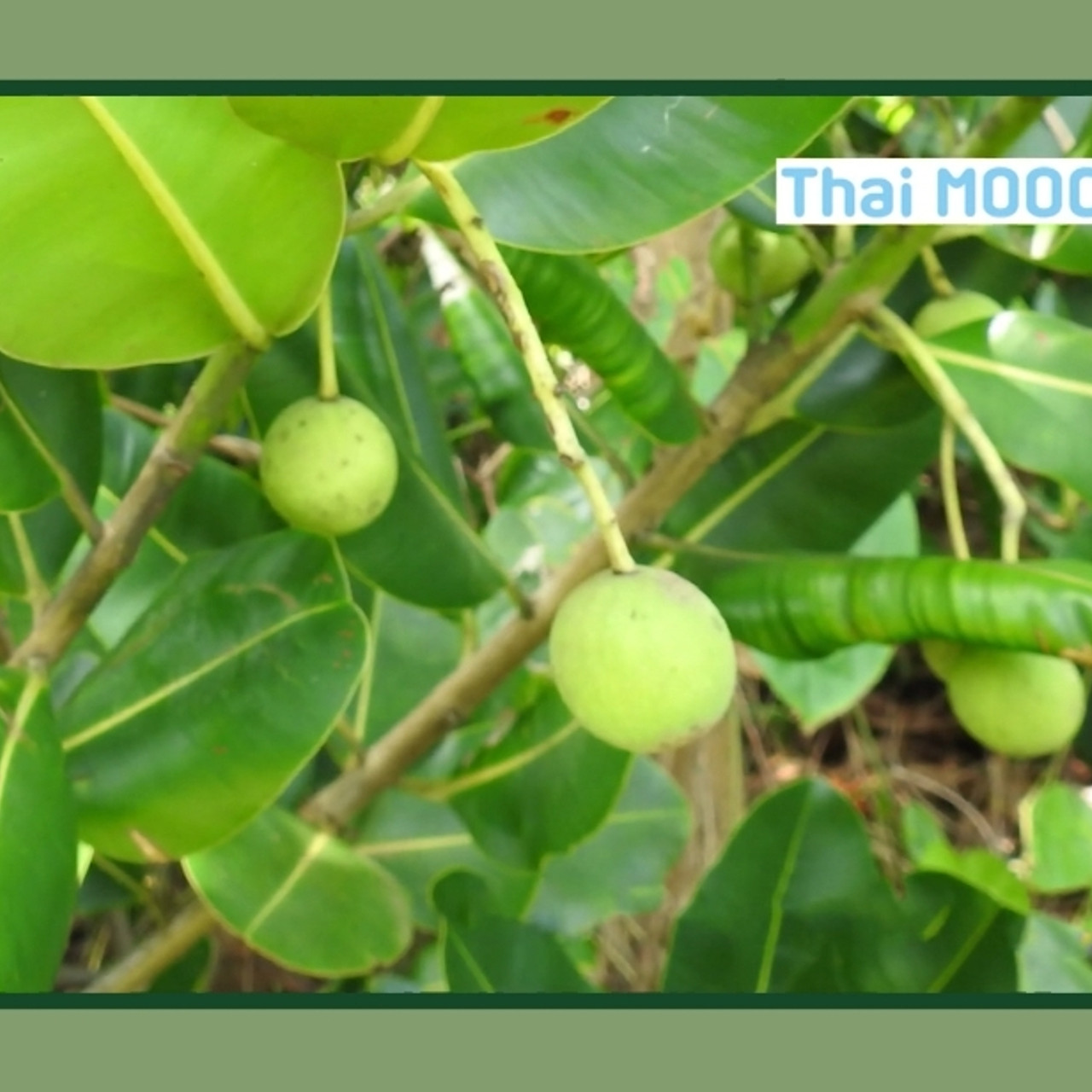 ALTV ช่อง 4 - พืชพรรณสำหรับการออกแบบสวน (ตอนที่3)