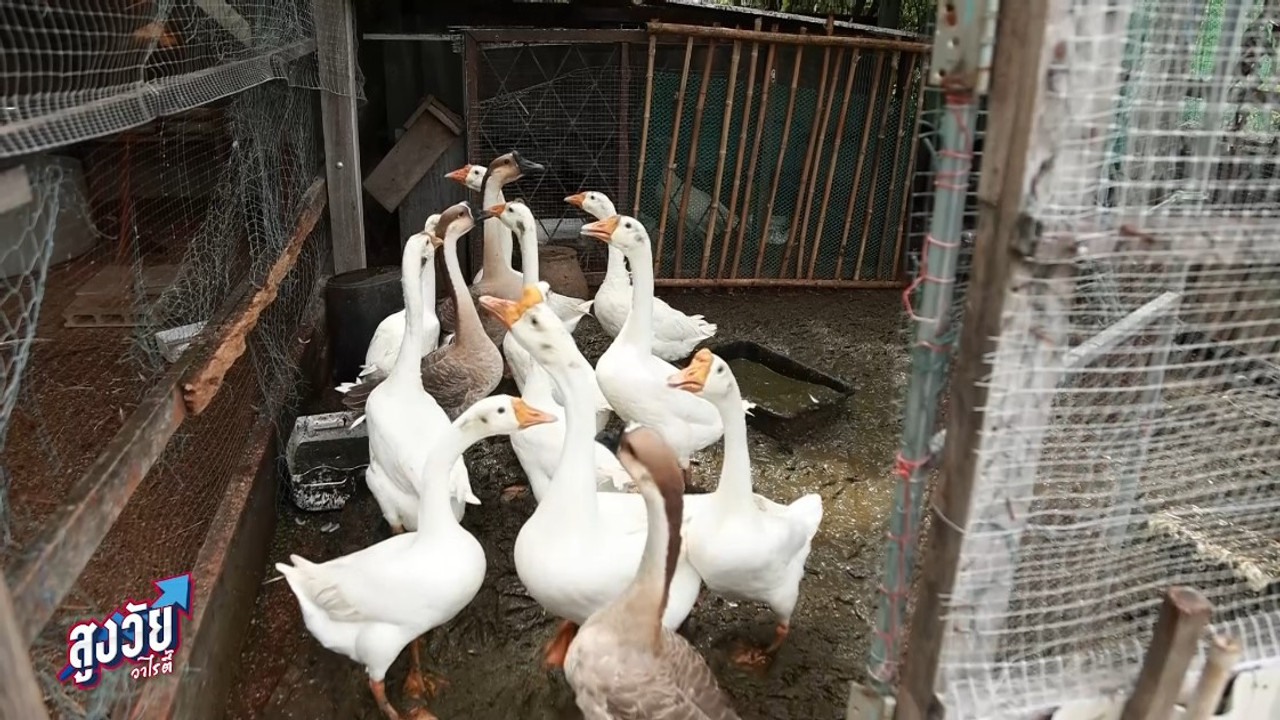 ALTV ช่อง 4 - ฟิต & เฟิร์มทั้งกาย-ใจในวัย 60