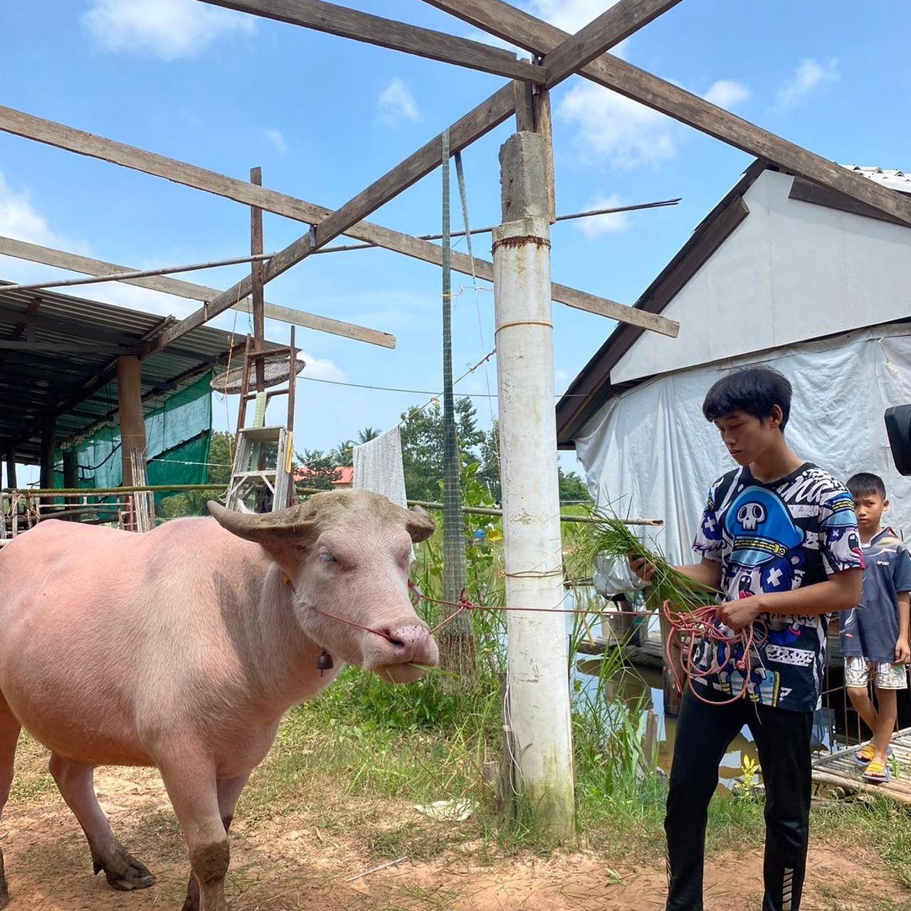 ALTV ช่อง 4 - นครพนมโมเดล : Set Zero Dropout