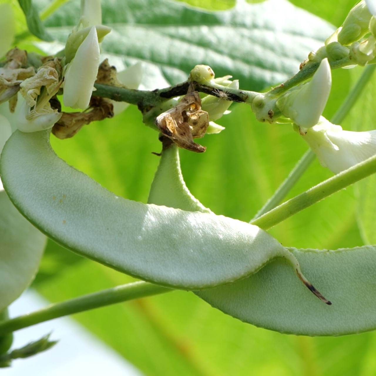 ALTV ช่อง 4 - แกงส้มถั่วแปบ