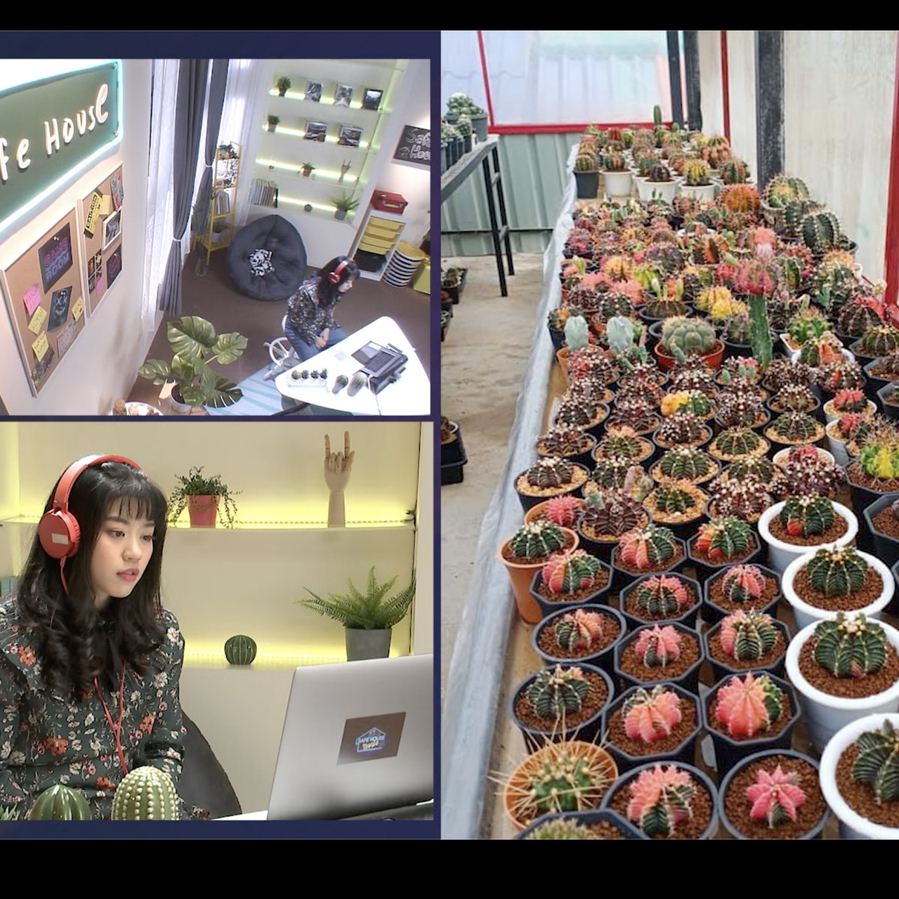 ALTV ช่อง 4 - Cactus