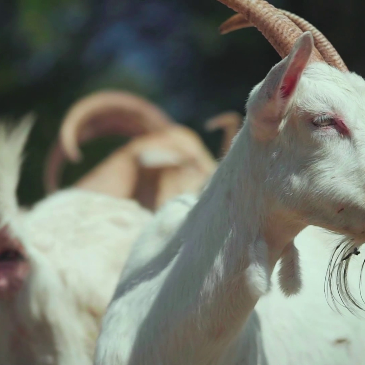 ALTV ช่อง 4 - วิชาแพะเงินล้าน