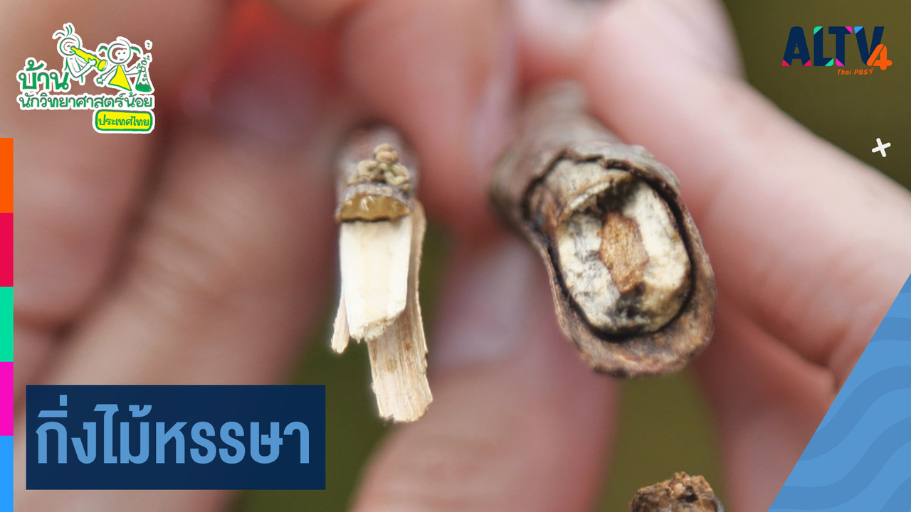 ALTV ช่อง 4 - กิ่งไม้หรรษา