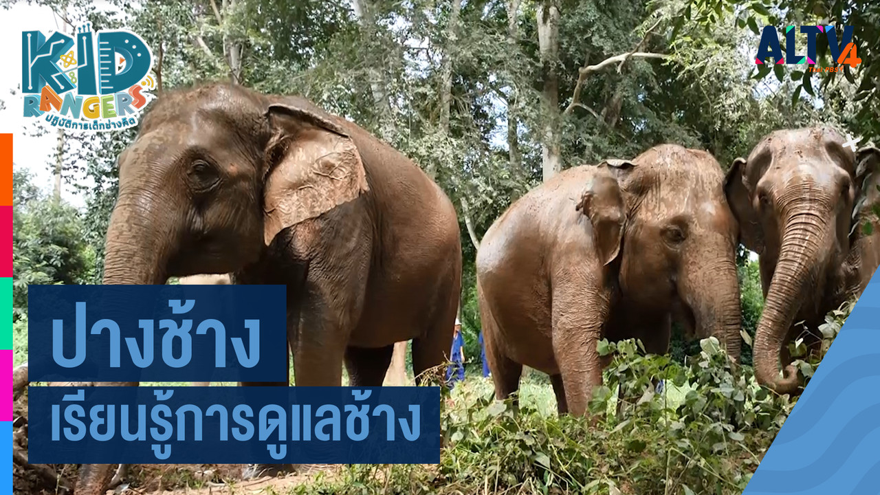 ALTV ช่อง 4 - ปางช้าง