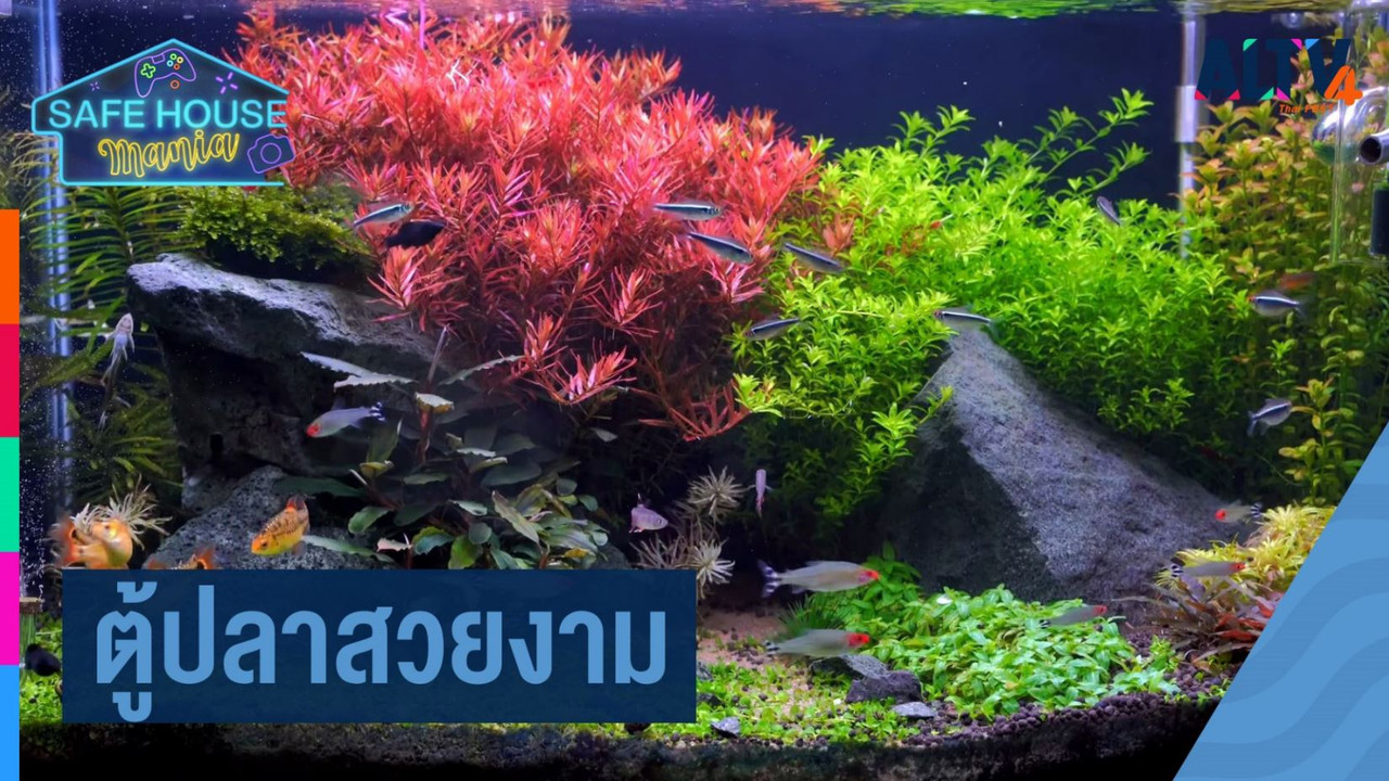 ALTV ช่อง 4 - ตู้ปลาสวยงาม