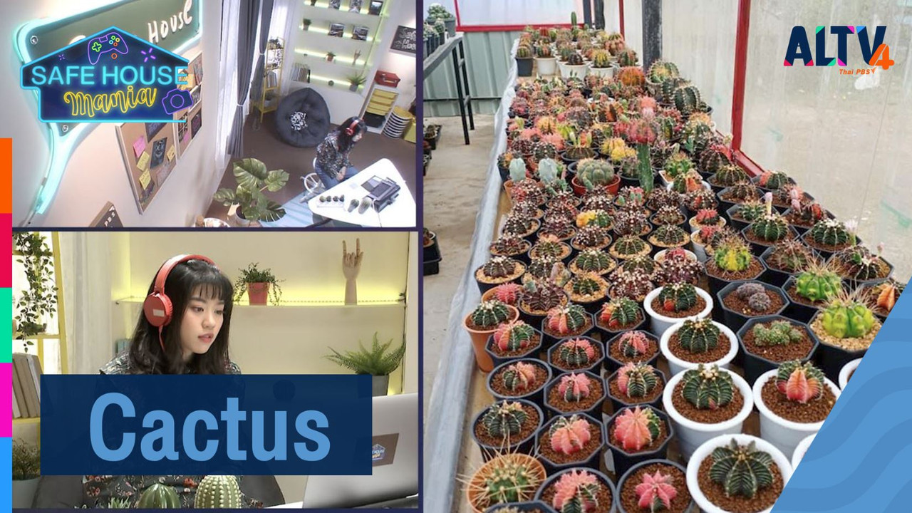 ALTV ช่อง 4 - Cactus