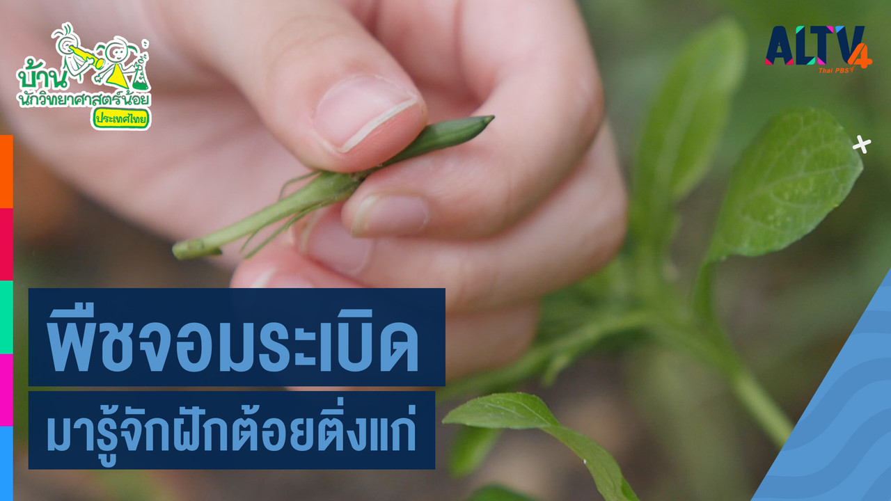 ALTV ช่อง 4 - พืชจอมระเบิด