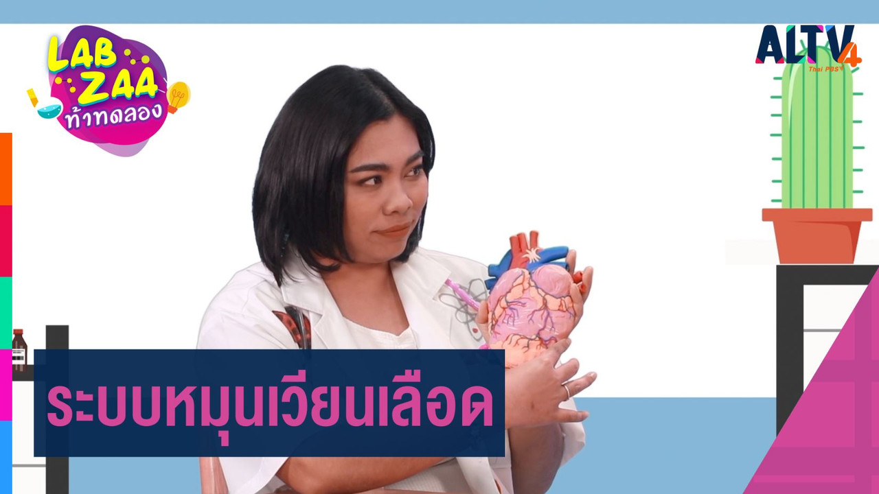 ALTV ช่อง 4 - ระบบหมุนเวียนเลือด
