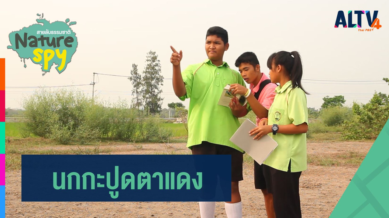 ALTV ช่อง 4 - นกกะปูดตาแดง