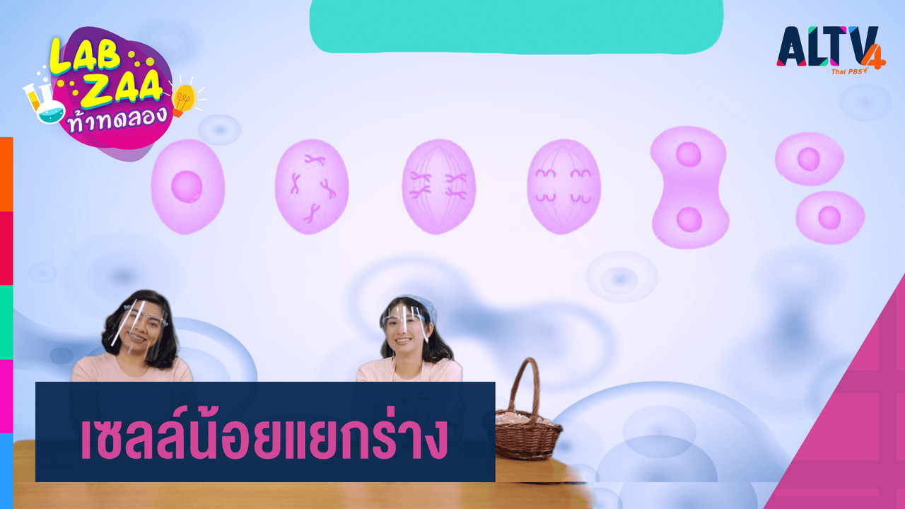 ALTV ช่อง 4 - เซลล์น้อยแยกร่าง