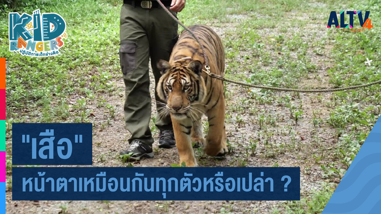 ALTV ช่อง 4 - "เสือ" หน้าตาเหมือนกันทุกตัวหรือเปล่า