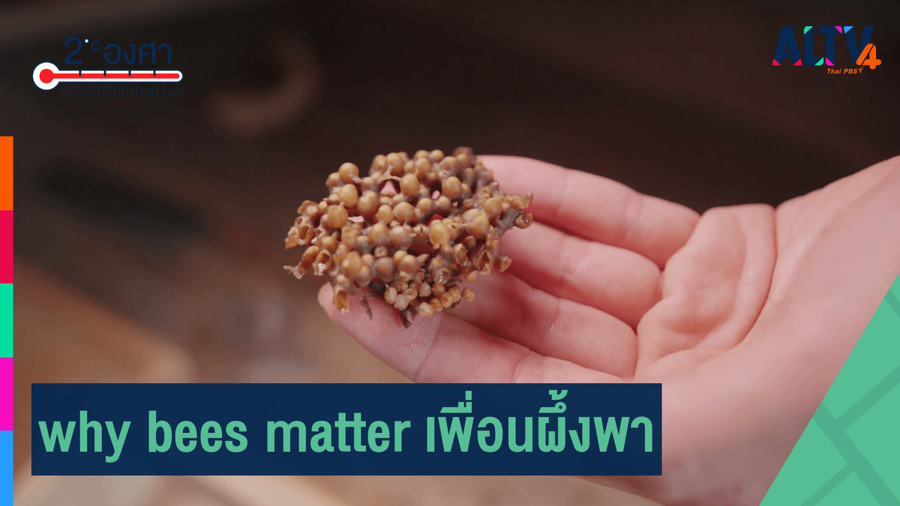 ALTV ช่อง 4 - why bees matter เพื่อนผึ้งพา